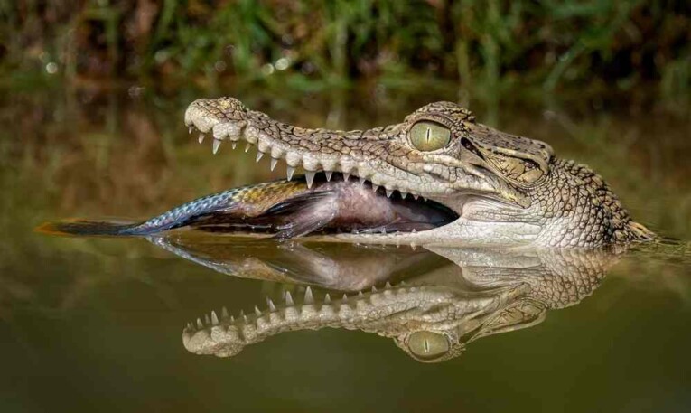 Are Alligators Carnivores? | Swamp Fever