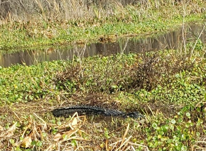 Gallery | Swamp Fever