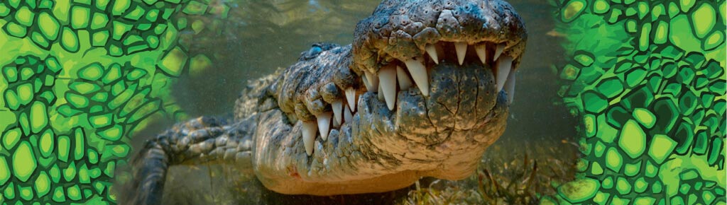 Airboat Adventures | Swamp Fever