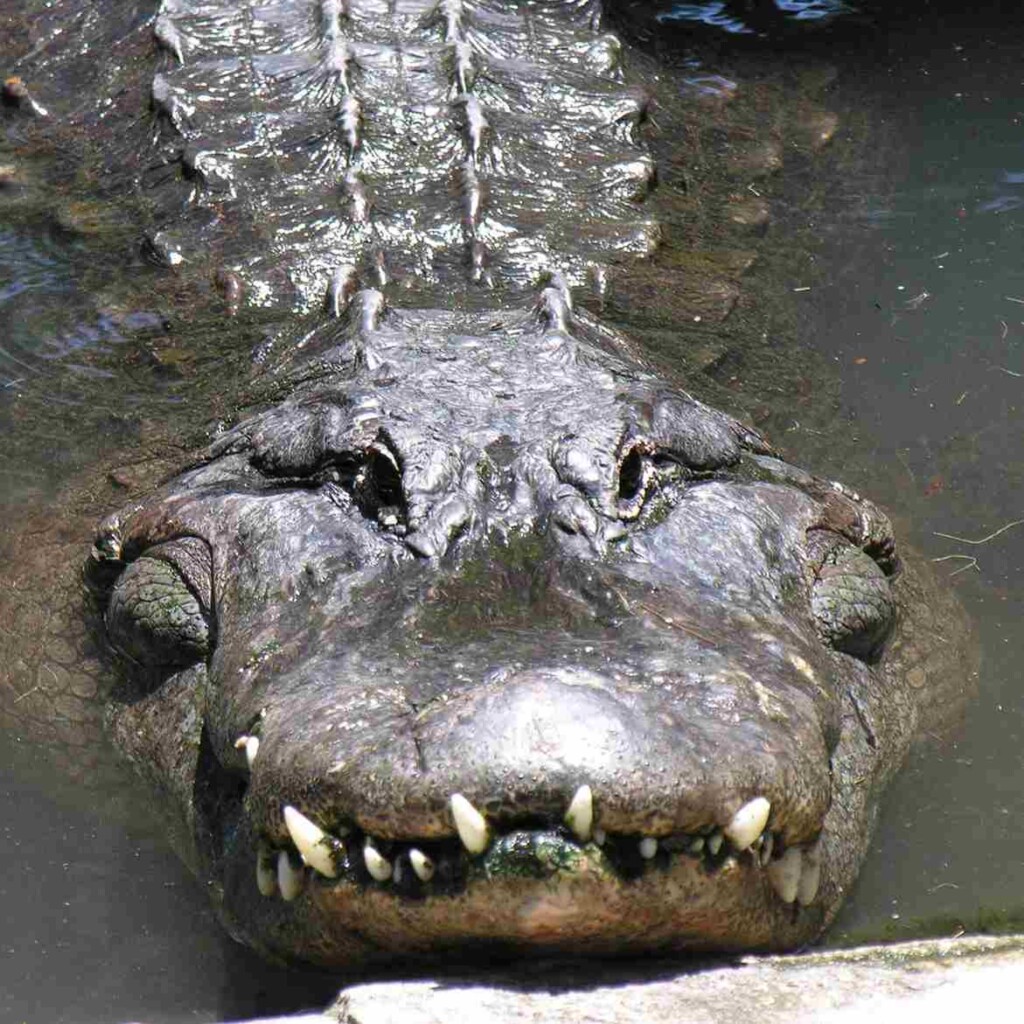 Are Alligators Carnivores? | Swamp Fever