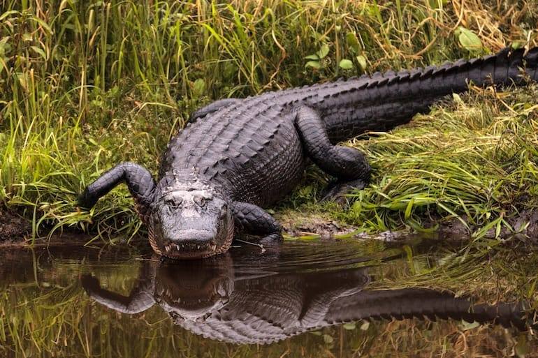 Speed Of Crocodile On Land