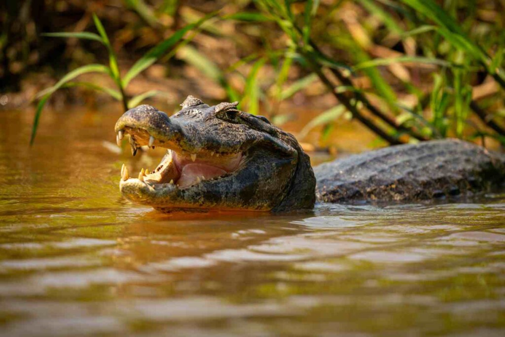 Do Alligators Make Noise | Swamp Fever Airboat Adventures