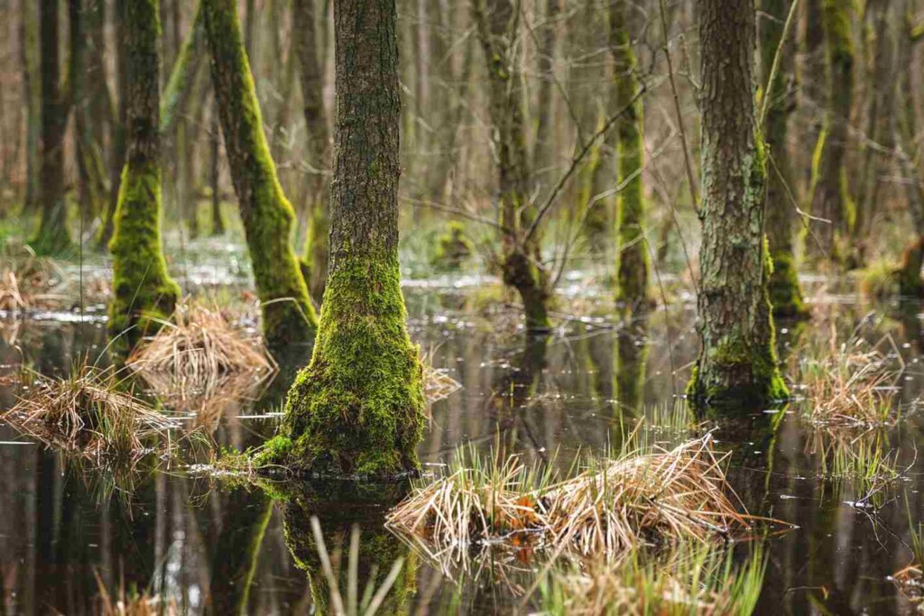 Swamp Trees Of Florida | Swamp Fever Airboat Adventures
