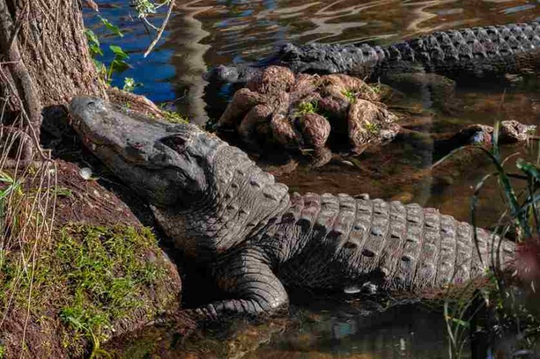 Behind The Smile: How Many Teeth Do Alligators Have? | Swamp Fever