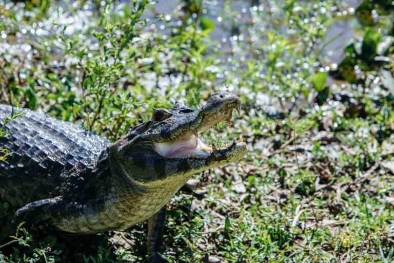 How Do Alligators Reproduce | Swamp Fever Airboat Adventures