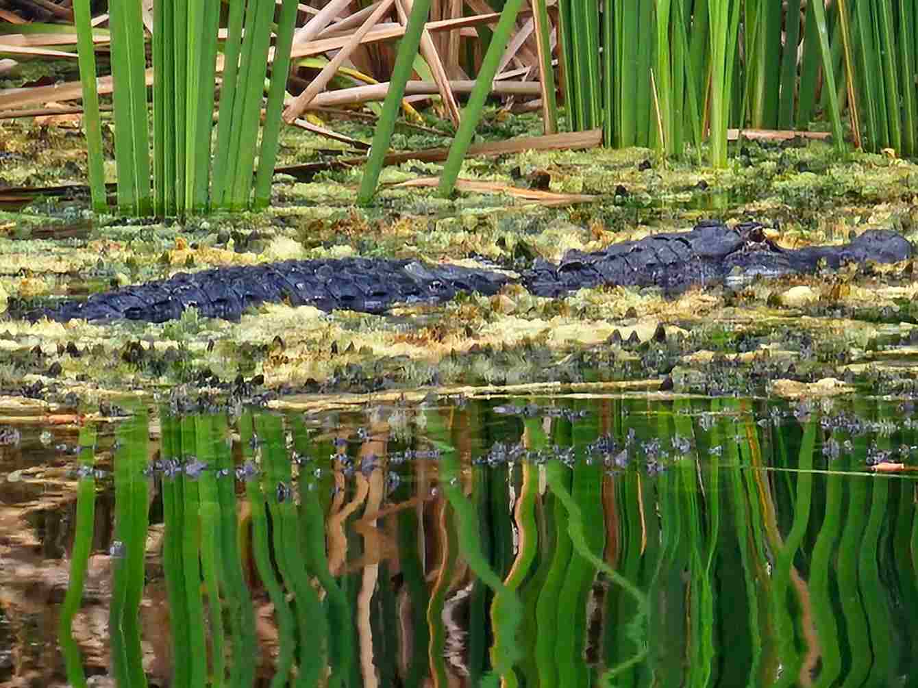 How Old Do Alligators Live: Factors That Affect Lifespan | Swamp Fever