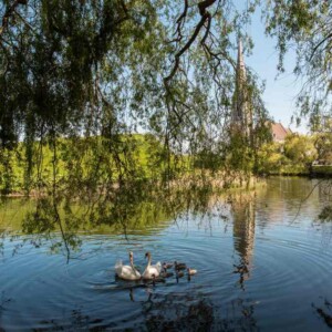 Understanding The Alligator Life Cycle | Swamp Fever