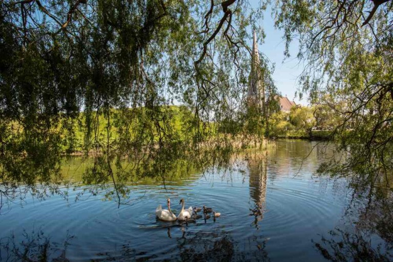 How Are Swamps Formed | Swamp Fever Airboat Adventures