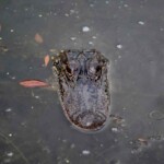 How Long Do Alligators Live | Swamp Fever Airboat Adventures