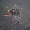 How Long Do Alligators Live | Swamp Fever Airboat Adventures