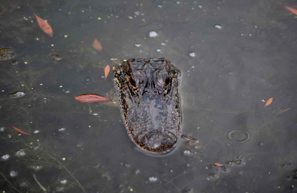 Where Do Alligators Go During The Winter | Swamp Fever