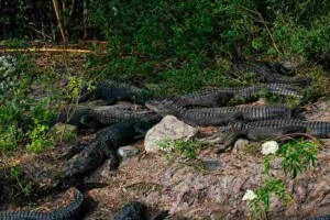 How Big Is A Full Grown Alligator | Swamp Fever