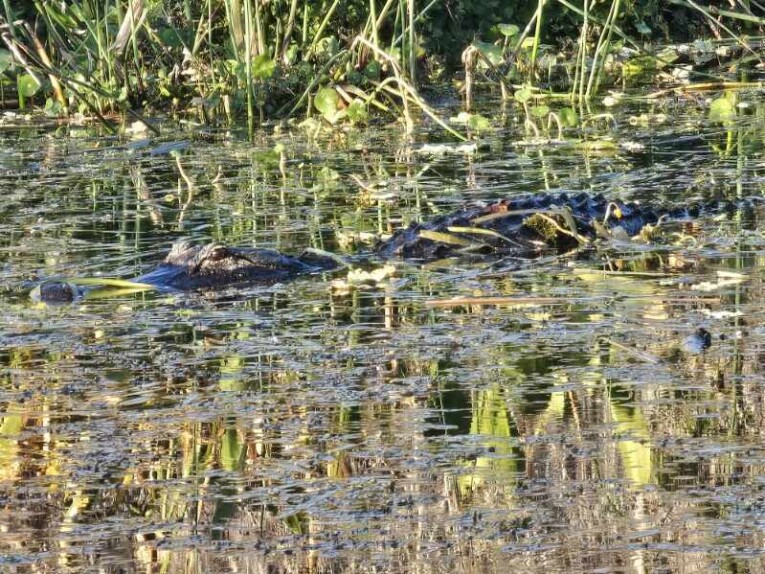 How Cold Is Too Cold For Alligators | Swamp Fever