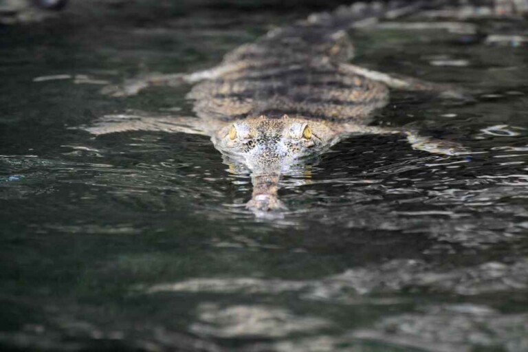 How Cold Is Too Cold For Alligators | Swamp Fever