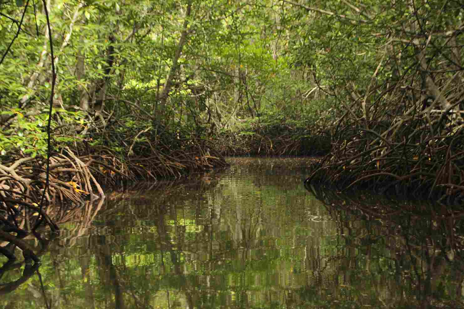 Best Swamp Tours In Central Florida | Swamp Fever