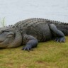 Alligator Average Size | Swamp Fever Airboat Adventures