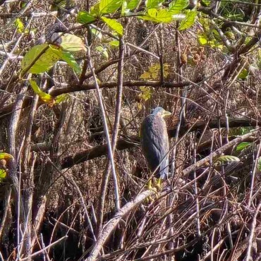 How Do Alligators Reproduce | Swamp Fever