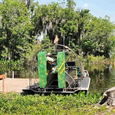 How Do Alligators Reproduce | Swamp Fever